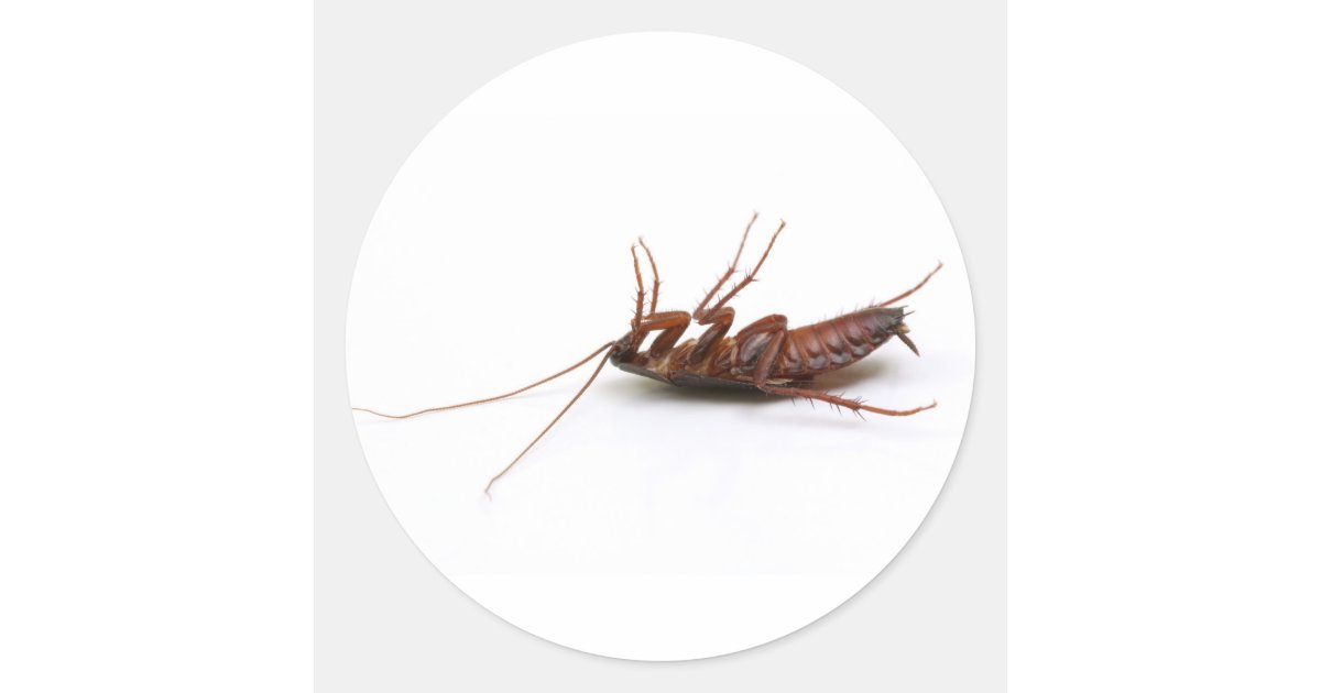 Dead cockroach classic round sticker | Zazzle