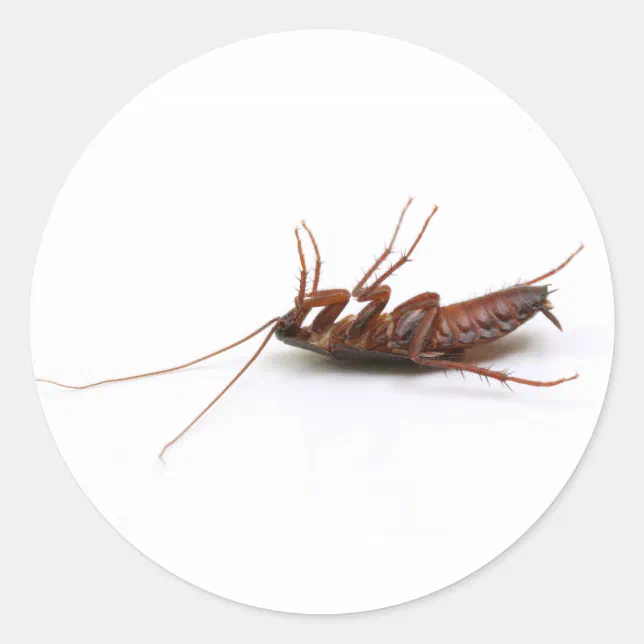 Dead cockroach classic round sticker | Zazzle