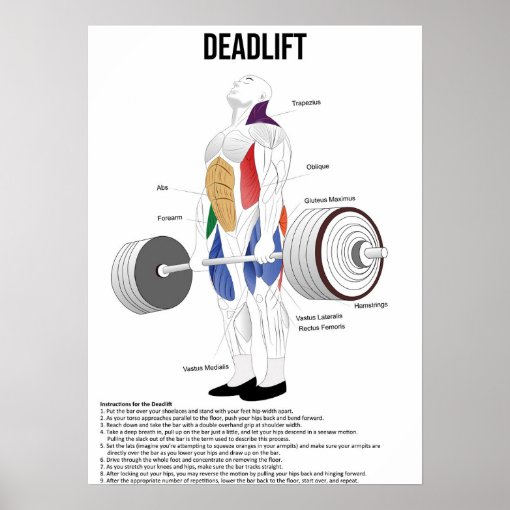 Deadlift - Exercise - Muscle Anatomy Chart | Zazzle