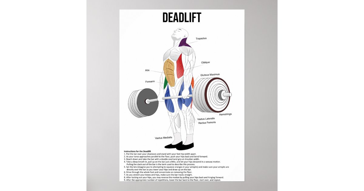Deadlift - Exercise - Muscle Anatomy Chart | Zazzle
