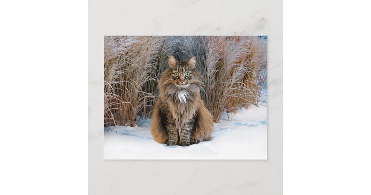 "Dear Prudence" Postcard | Zazzle