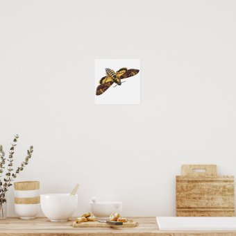 Death's Head Hawk Moth Poster | Zazzle