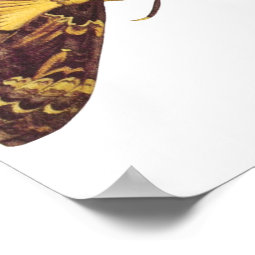 Death's Head Hawk Moth Poster | Zazzle