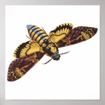 Death's Head Hawk Moth Poster | Zazzle