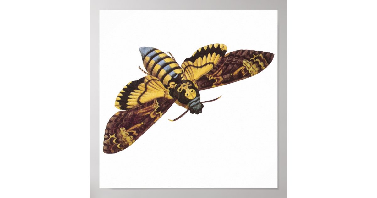 Death's Head Hawk Moth Poster | Zazzle