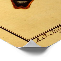 Death's Head Moth Poster | Zazzle