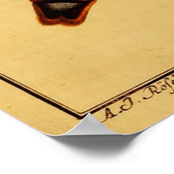 Death's Head Moth Poster | Zazzle