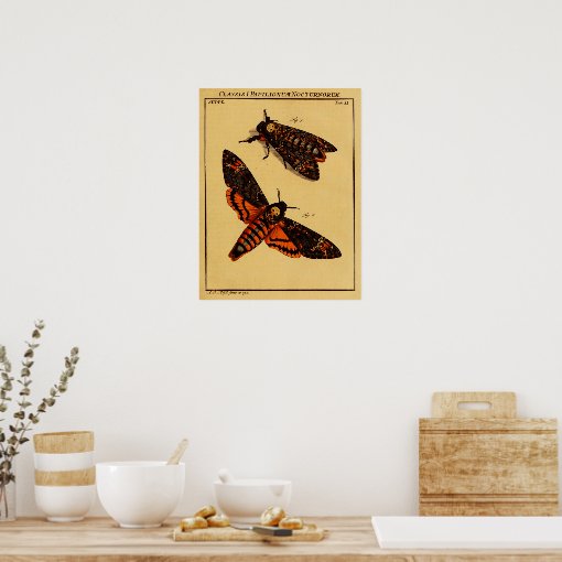 Death's Head Moth Poster | Zazzle