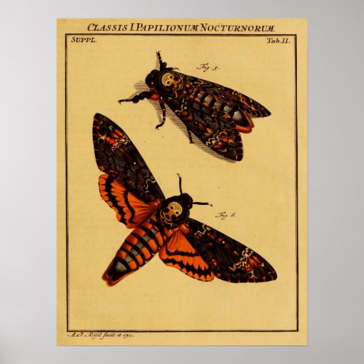 Death's Head Moth Poster | Zazzle