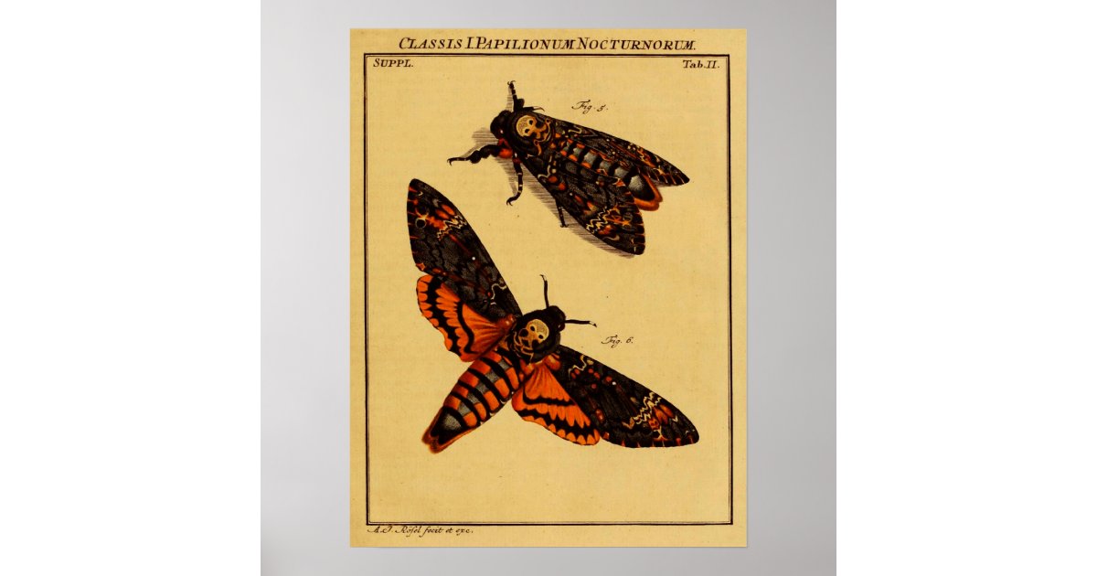 Death's Head Moth Poster | Zazzle