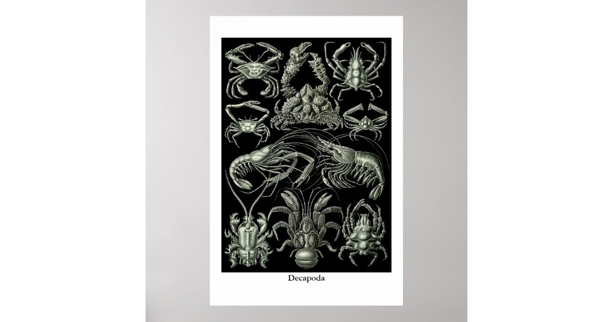 Decapoda, crustaceans illustration poster | Zazzle