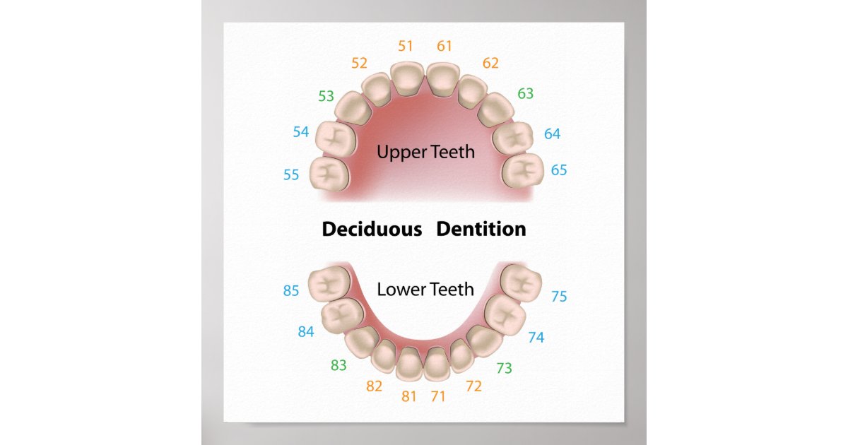 Deciduous dentition (baby teeth) poster | Zazzle