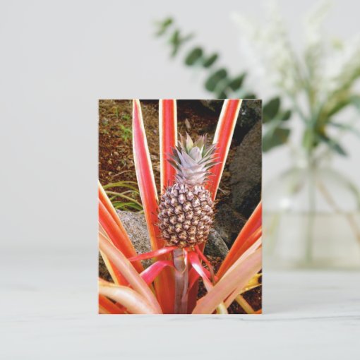 Decorative Pineapple in Hawaii Postcard | Zazzle