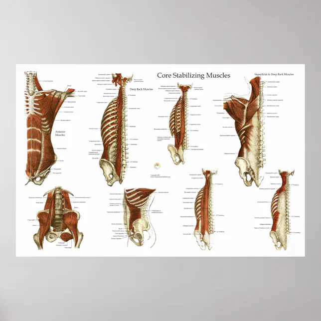 Deep and Core Stabilizing Muscles Anatomy Poster | Zazzle