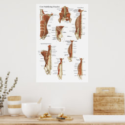 Deep and Core Stabilizing Muscles Anatomy Poster | Zazzle