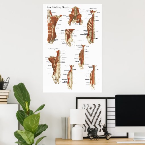 Deep and Core Stabilizing Muscles Anatomy Poster | Zazzle
