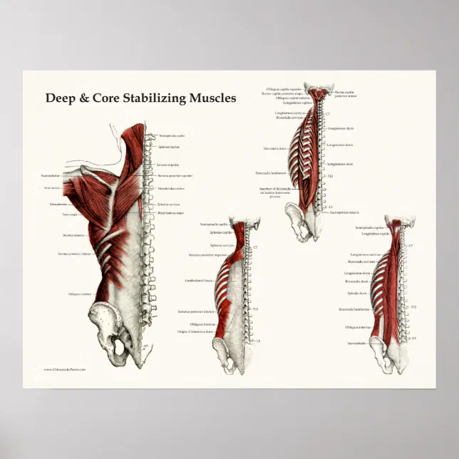 Deep & Core Stabilizing Muscles Anatomy Poster | Zazzle