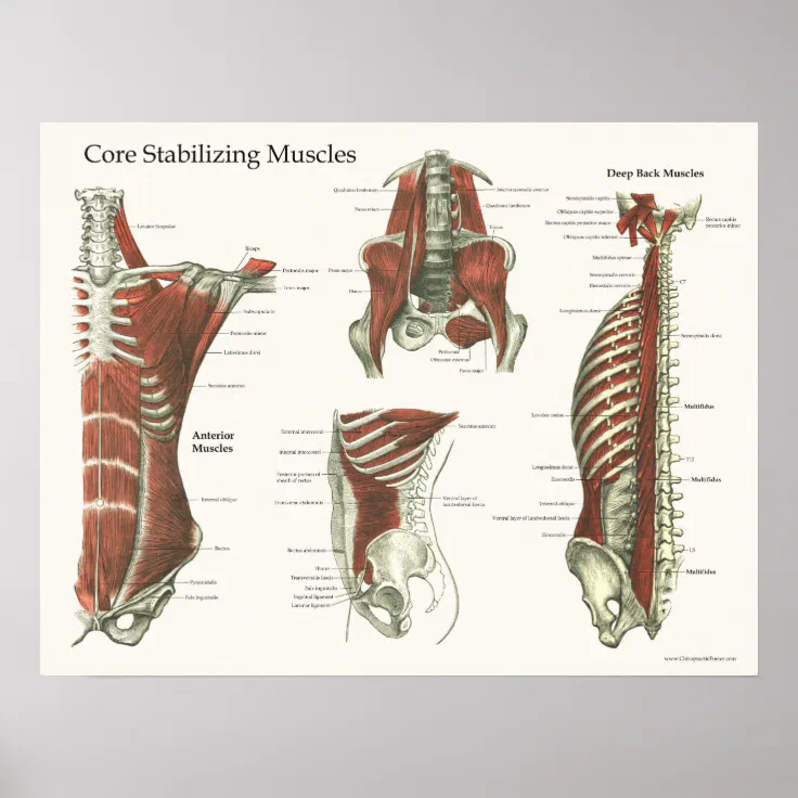 Deep & Core Stabilizing Muscles Anatomy Poster #1 | Zazzle