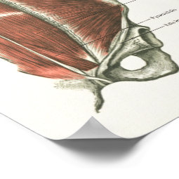 Deep & Core Stabilizing Muscles Anatomy Poster #1 | Zazzle