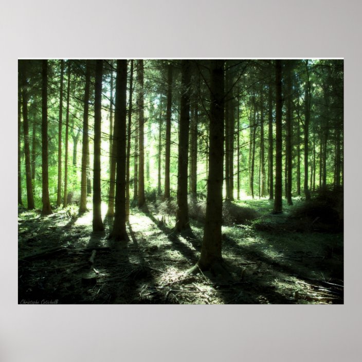 Deep Forest Poster | Zazzle.com