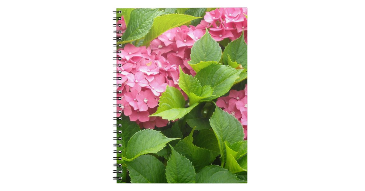 Deep Pink Hydrangeas Notebook | Zazzle