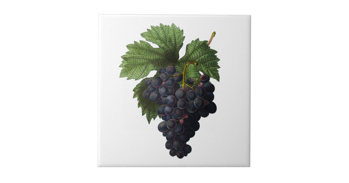 Deep Purple Grapes Redoute Ceramic Tile | Zazzle