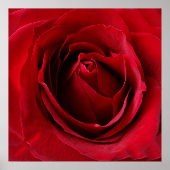 deep red rose poster | Zazzle