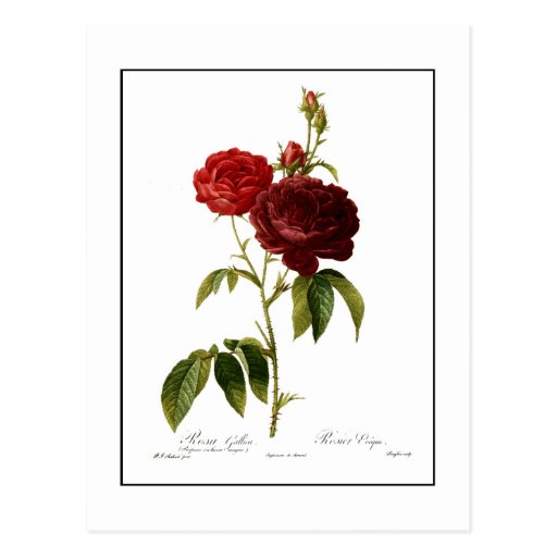 Deep red vintage roses painting postcard | Zazzle