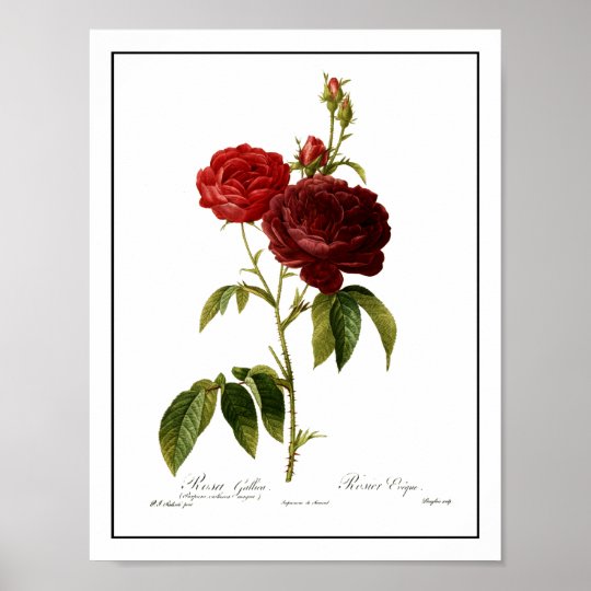 Deep red vintage roses painting poster | Zazzle.com