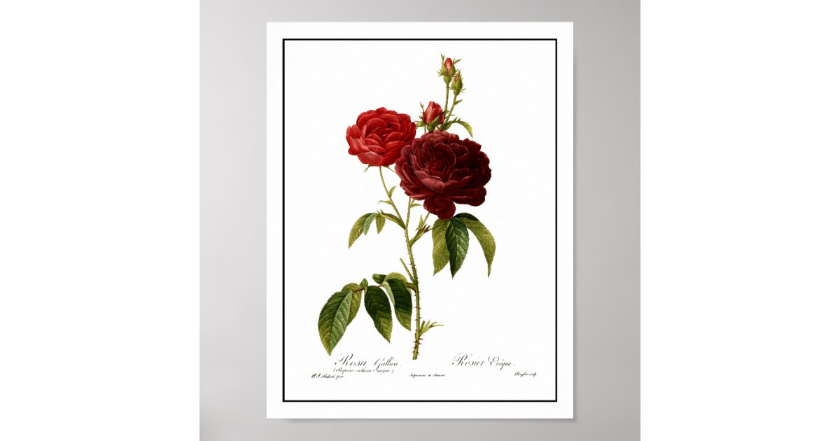 Deep red vintage roses painting poster | Zazzle