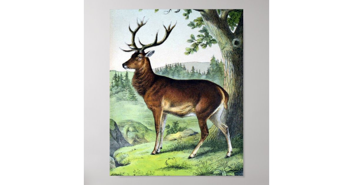 Deer and Reindeer Poster | Zazzle