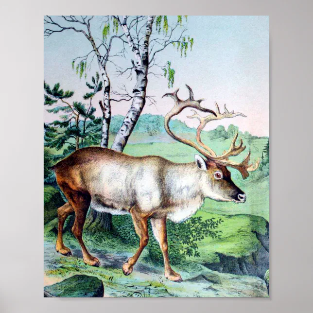 Deer and Reindeer Poster | Zazzle