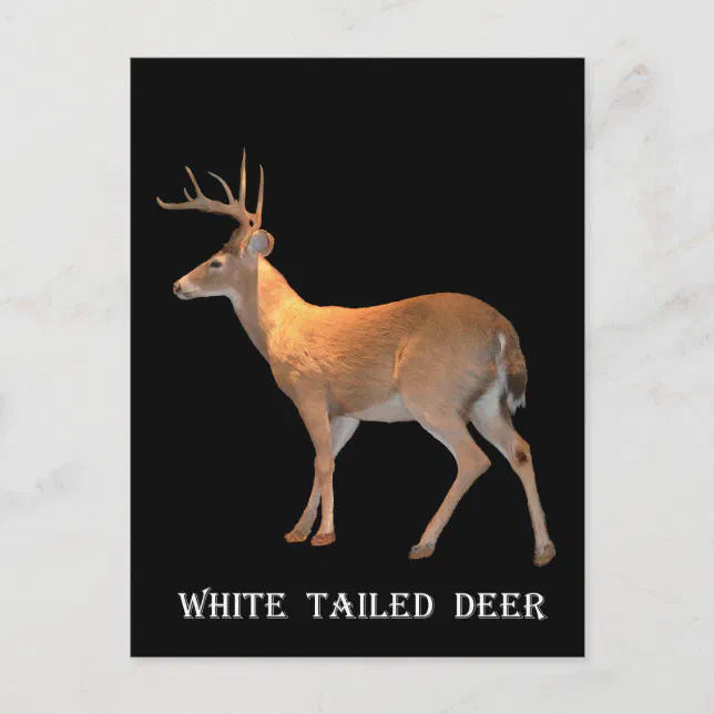 Deer (Buck) White-Tailed Postcard | Zazzle