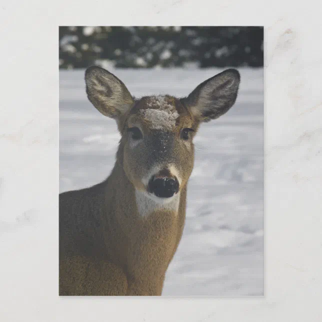 Deer Head Postcard | Zazzle