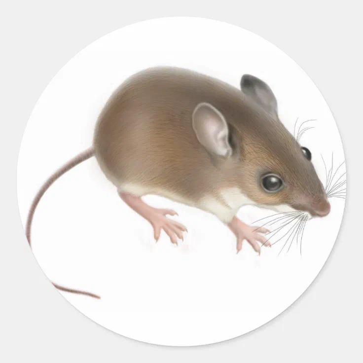 Deer Mouse Sticker | Zazzle