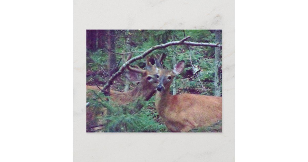 Deer Postcard | Zazzle