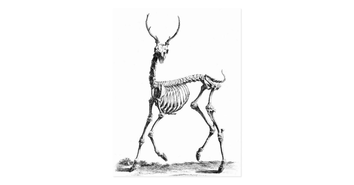 Deer Skeleton postcard | Zazzle.com