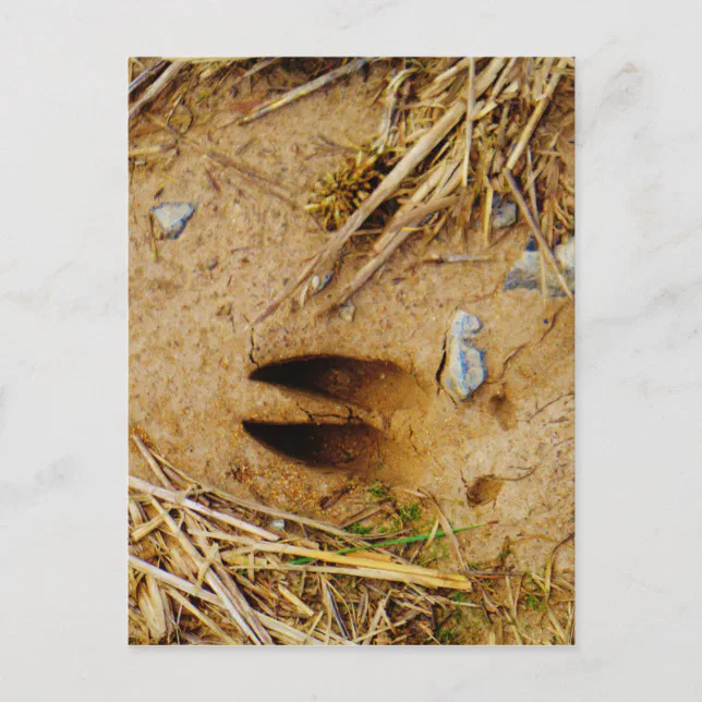 Deer Track Postcard | Zazzle
