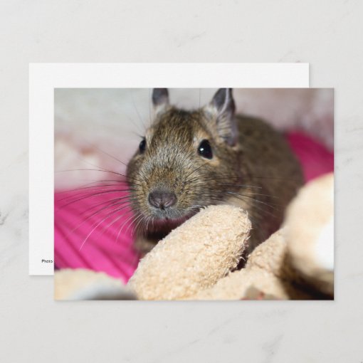 Degu Behind Fallen Teddy Bear Postcard | Zazzle