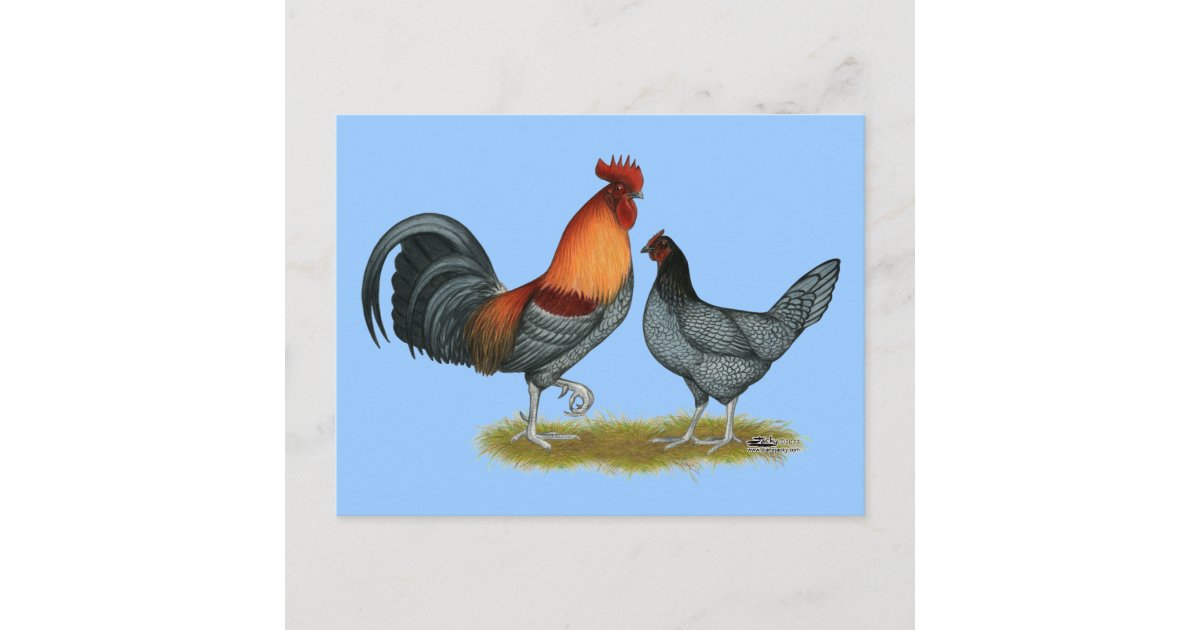 Delaware Blue Hen Postcard | Zazzle