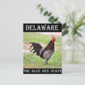 Delaware Blue Hen (Rooster) Postcard | Zazzle