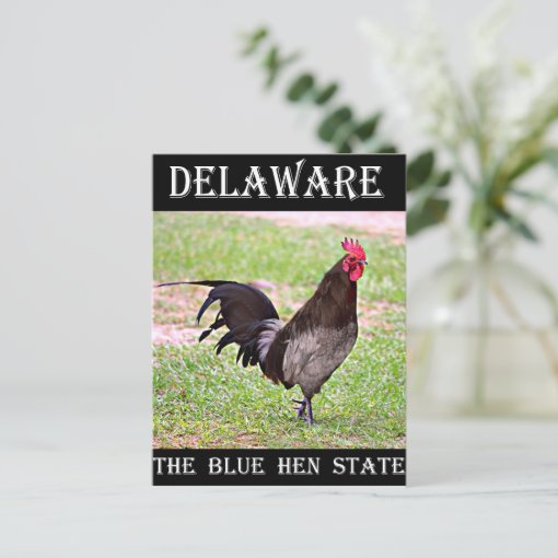 Delaware Blue Hen (Rooster) Postcard | Zazzle