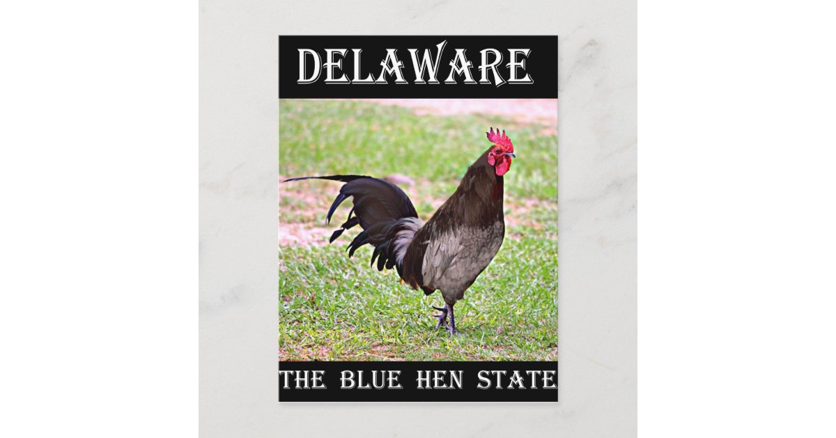 Delaware Blue Hen (Rooster) Postcard | Zazzle