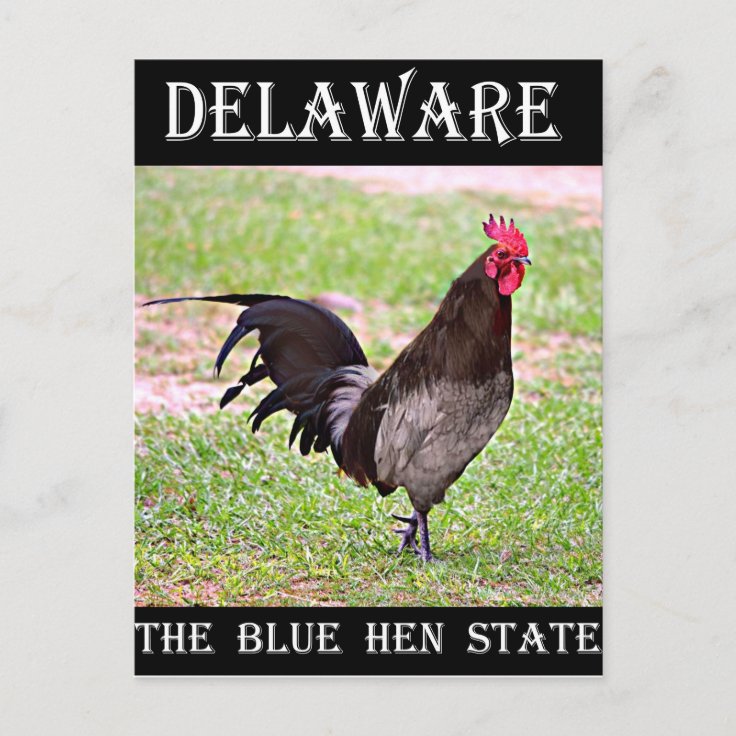 Delaware Blue Hen (Rooster) Postcard | Zazzle