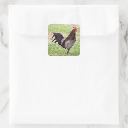 Delaware Blue Hen (Rooster) Square Sticker | Zazzle