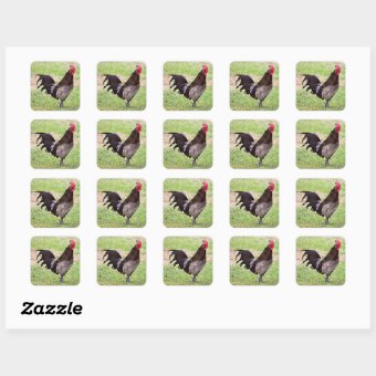 Delaware Blue Hen (Rooster) Square Sticker | Zazzle