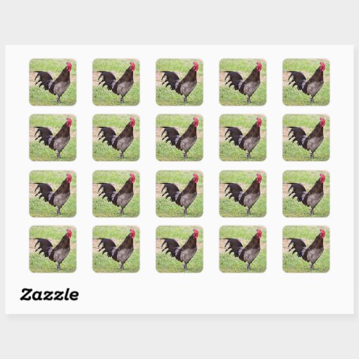 Delaware Blue Hen (Rooster) Square Sticker | Zazzle