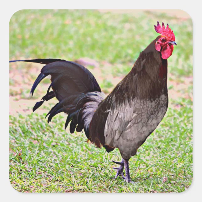 Delaware Blue Hen (Rooster) Square Sticker | Zazzle