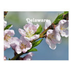 Delaware State Flower: Peach Blossom Postcard | Zazzle.com