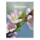 Delaware State Flower: Peach Blossom Postcard | Zazzle.com